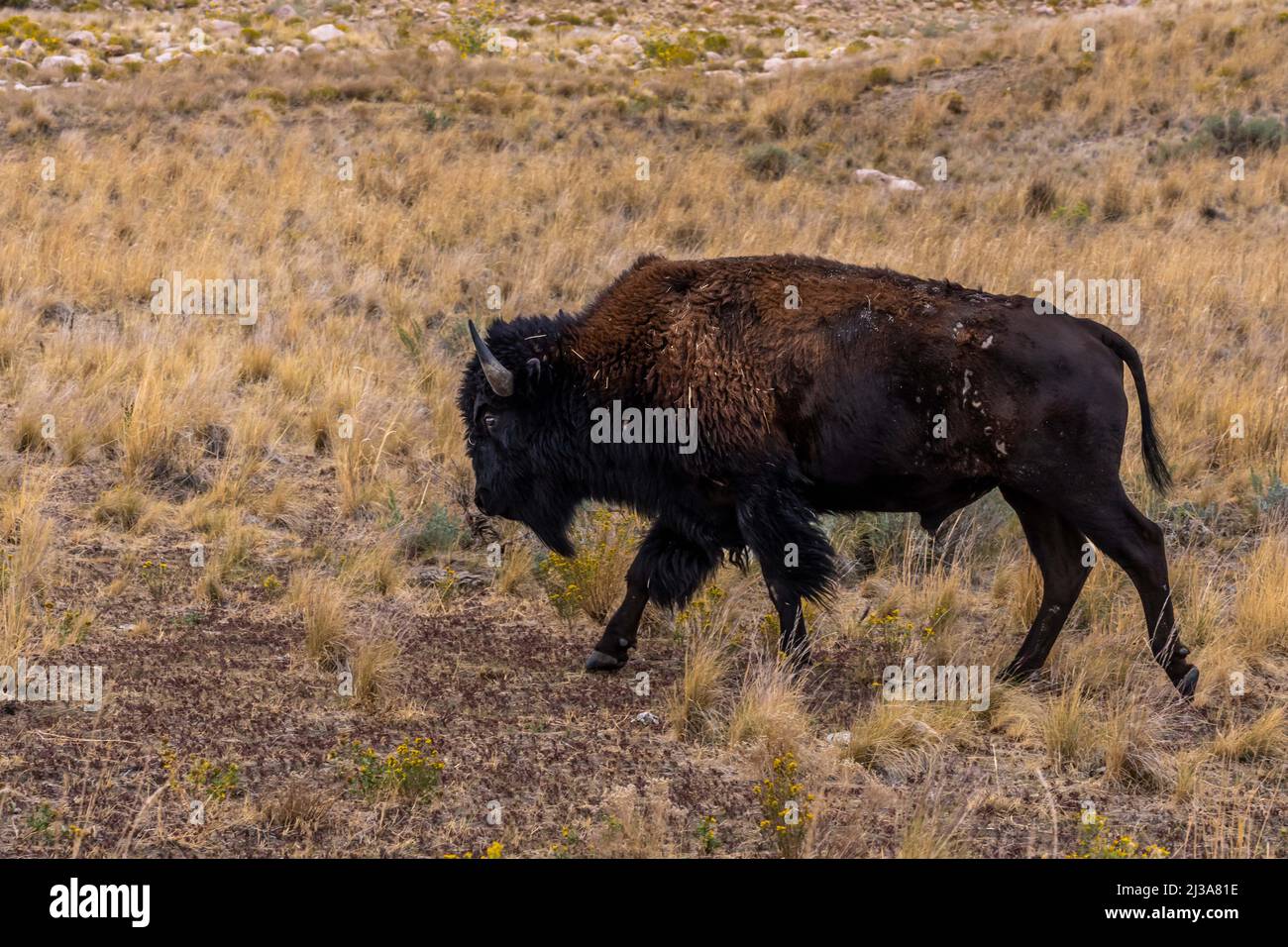 American Bison in the field of Antelope Island State Park, Utah Stock ...