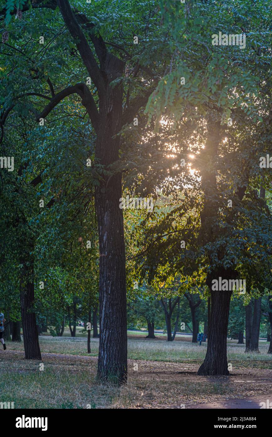 Green grass in Prague park in summer time Stock Photo - Alamy