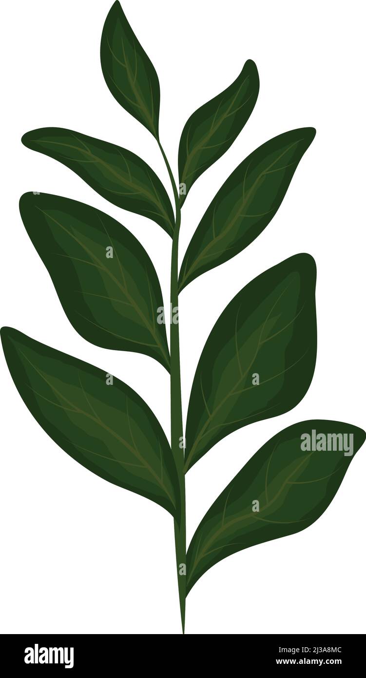 nature leaves botanic Stock Vector Image & Art - Alamy