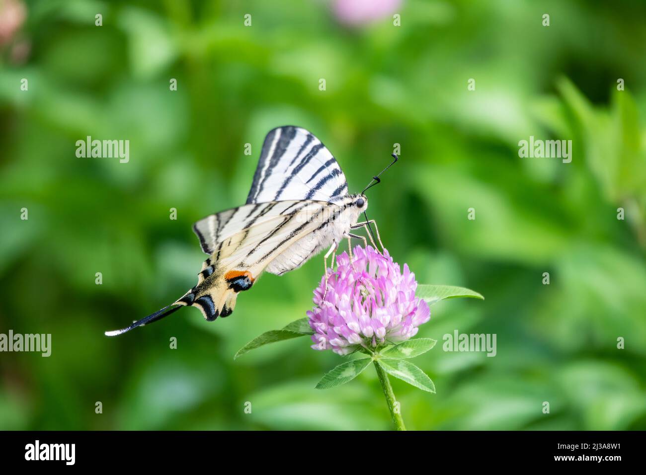 Beautiful Butterfly Scarce Swallowtail, Sail Swallowtail, Pear-tree ...