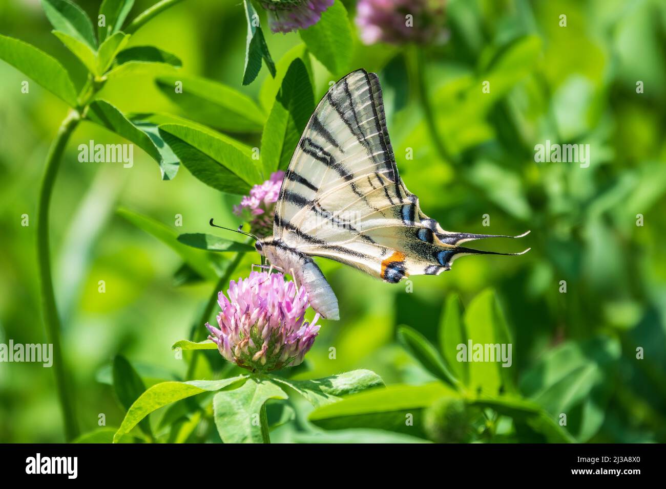 Beautiful Butterfly Scarce Swallowtail, Sail Swallowtail, Pear-tree ...