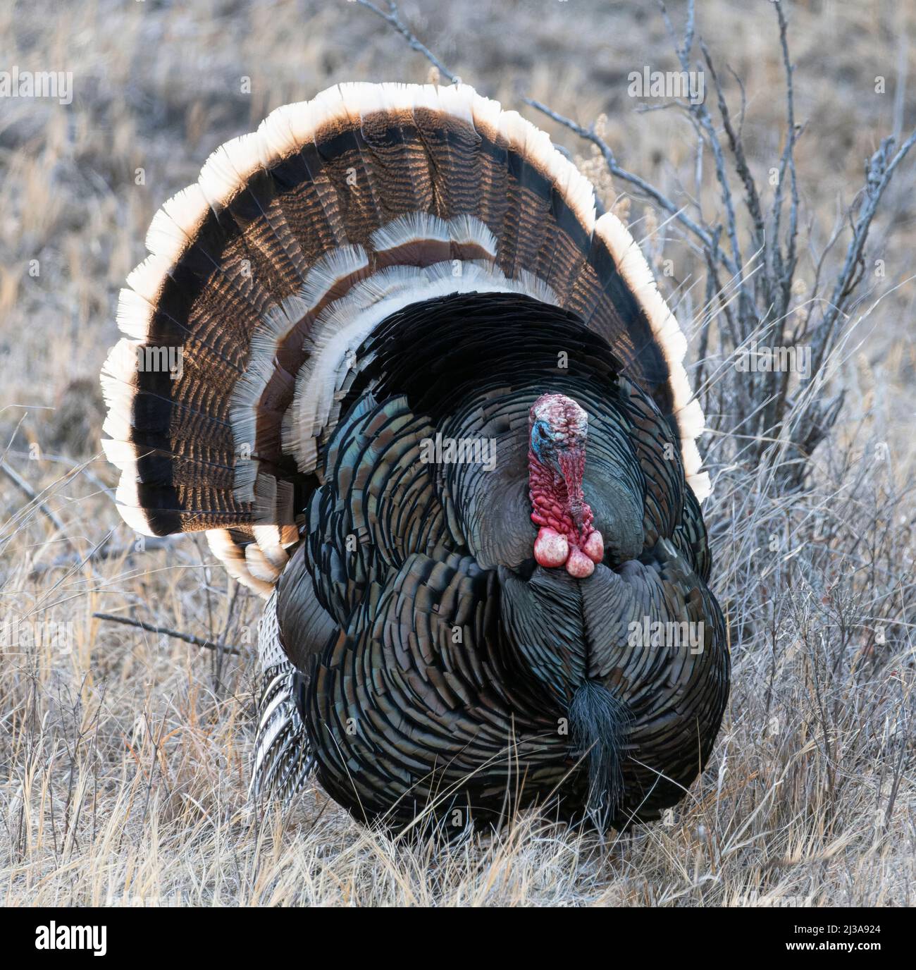 Theodore roosevelt national park bird hi-res stock photography and ...