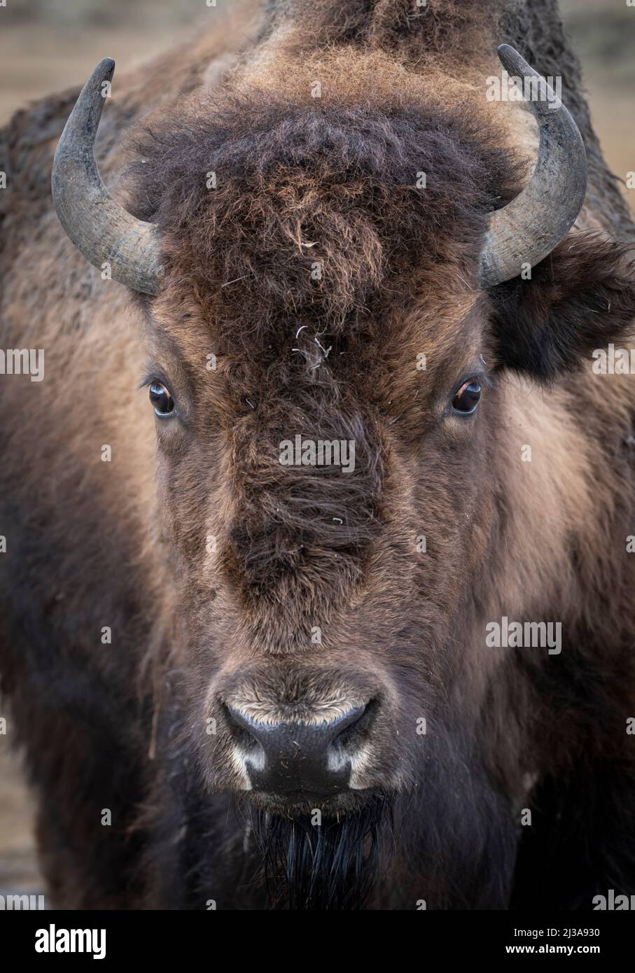 Bison cow hi-res stock photography and images - Alamy