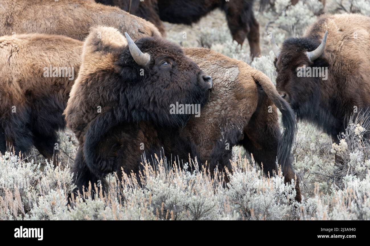 An American bison (Bison bison) turning to scratch an itch in ...