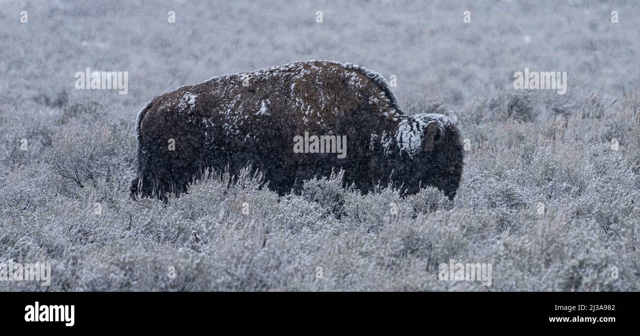 A lone American bison walking through a snow storm in the Lamar Valley ...