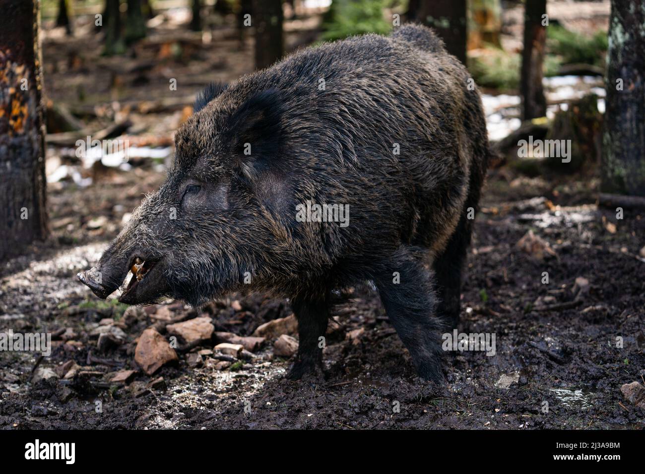 Russian Boar