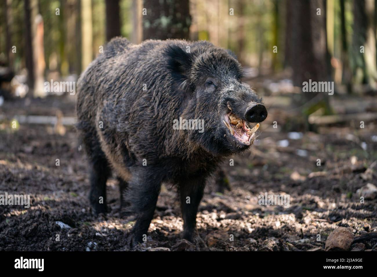 Russian Boar