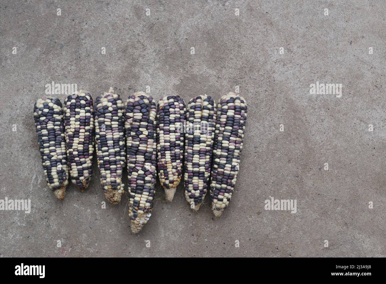 fresh corn on concrete and have copy space for design in your work ...