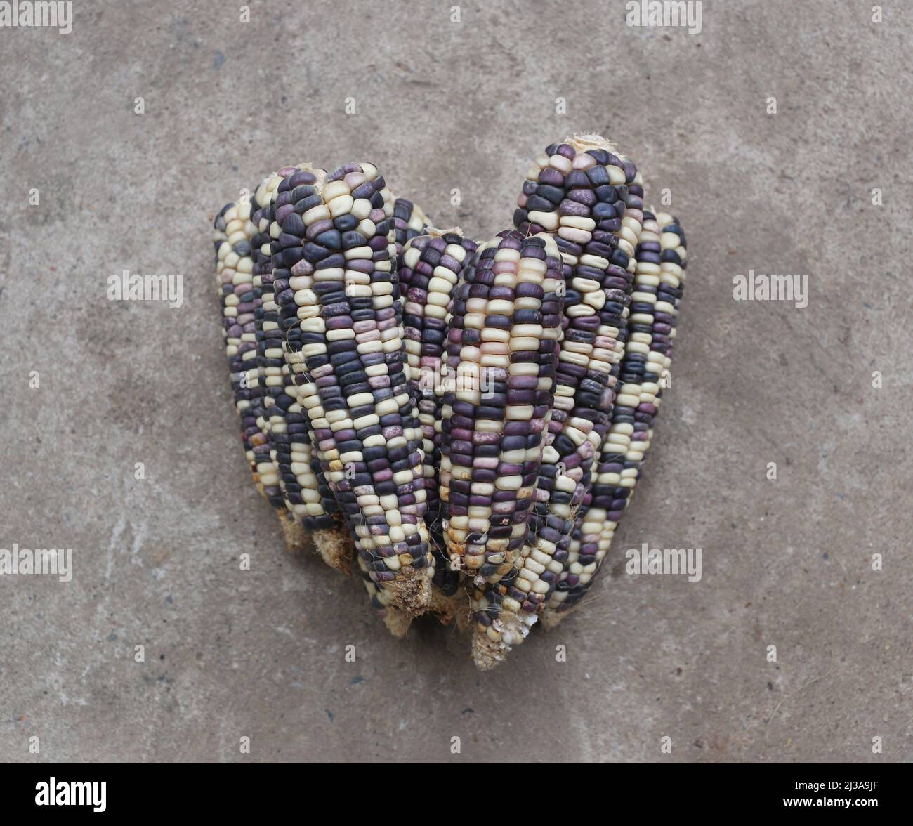Fresh corn arranged in a heart shape on the concrete floor background ...