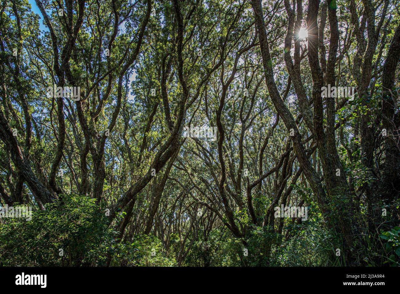 Rangitoto Island is a volcanic island in the Hauraki Gulf near Auckland ...