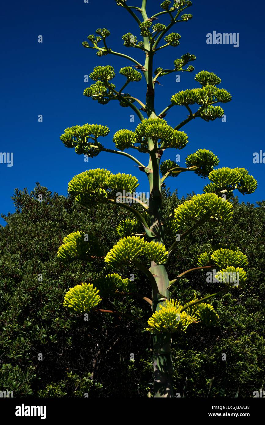 Flowering agave known also as agave death blooming with flowers up high ...