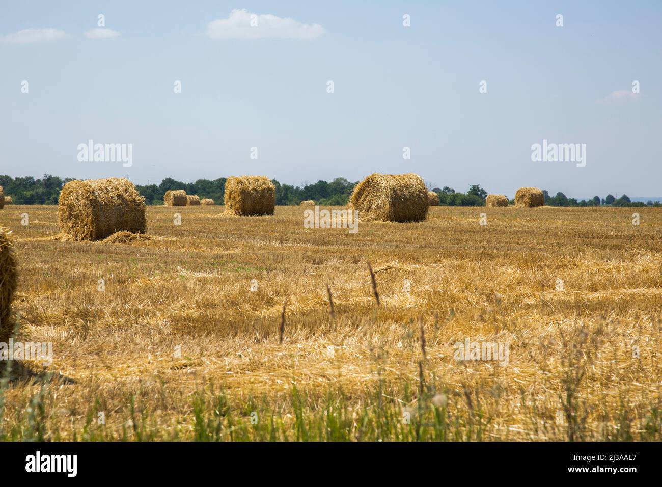 Rural landscape with wheat field after harvesting Stock Photo - Alamy