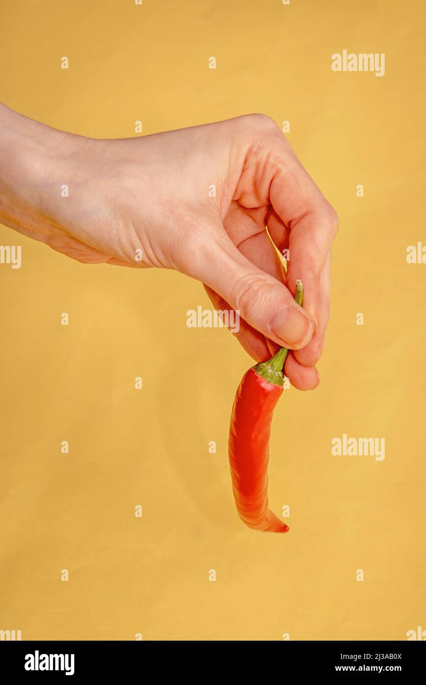 Female hand holding hot red chilli pepper on yellow background Stock ...