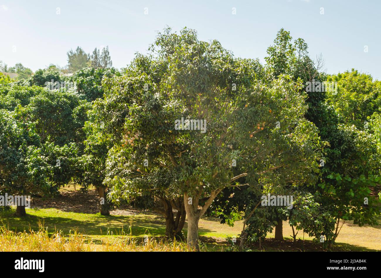 Trees Of The Orchard Stock Photo - Alamy