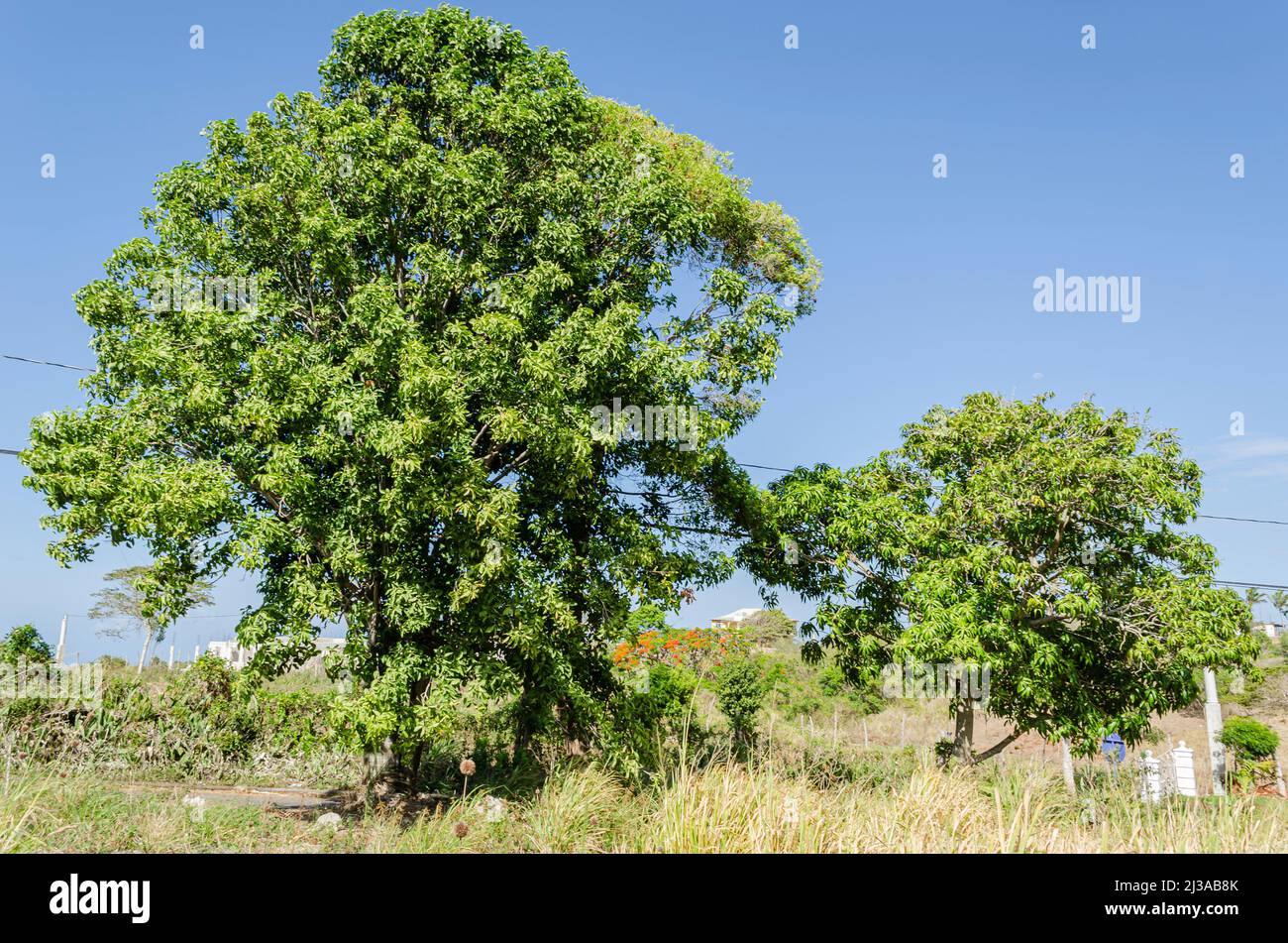 Guinep tree hi-res stock photography and images - Alamy