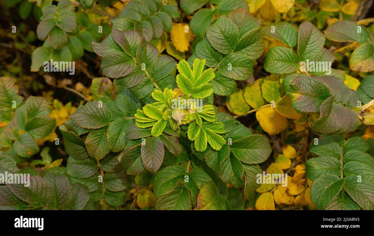 A green shoot of canker-rose briar with a closed flower bud against a ...