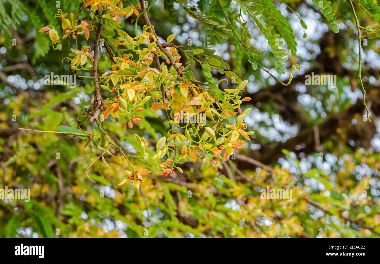 Tamarind tree branches hi-res stock photography and images - Alamy