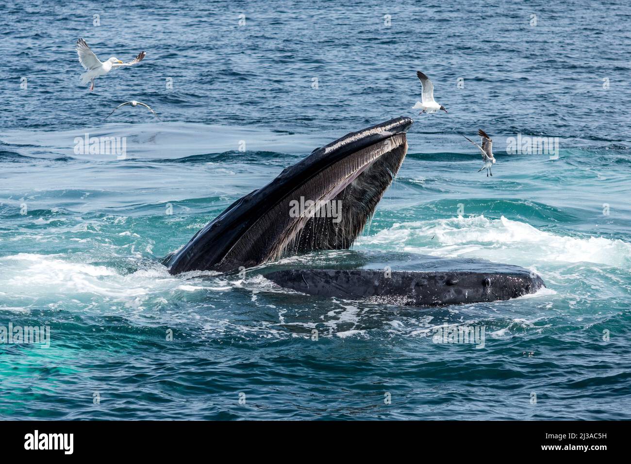 Blue whale feeding hi-res stock photography and images - Alamy