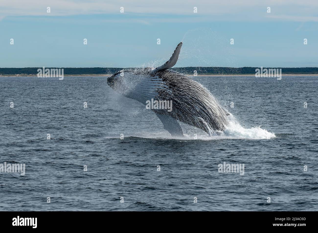 A humpback whale (Megaptera novaeangliae) breaching in the Atlantic ...
