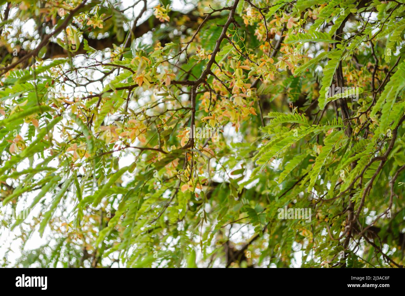 Small Yellow Blossoms Of Tamarind Tree Stock Photo - Alamy