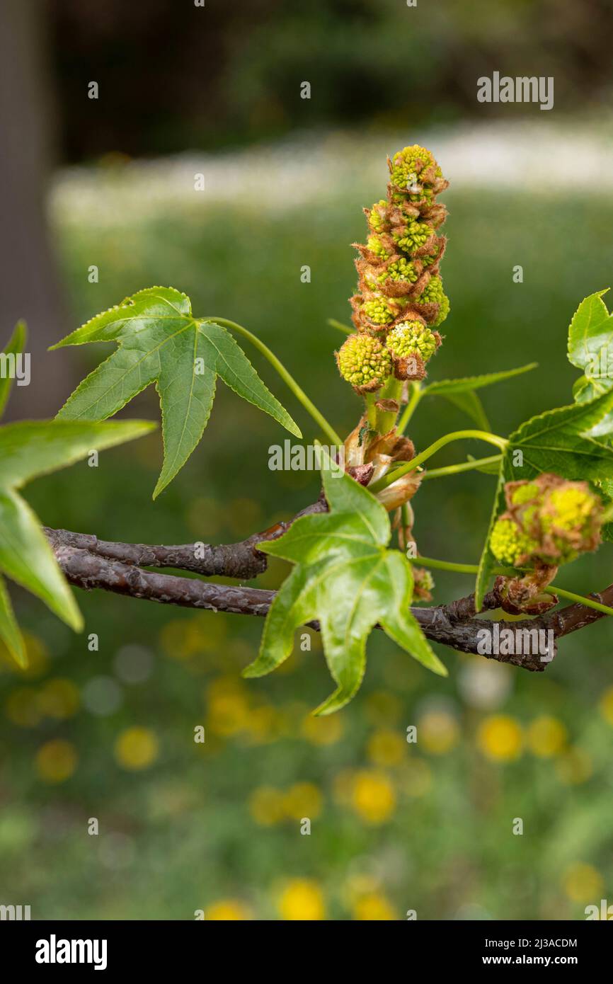 Sycamore tree blossom hi-res stock photography and images - Alamy