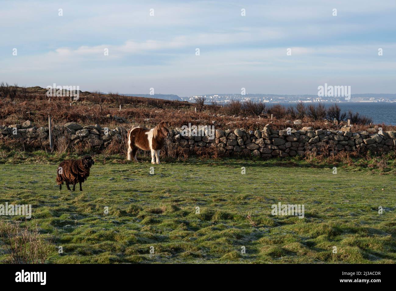 Sheep and pony hi-res stock photography and images - Alamy