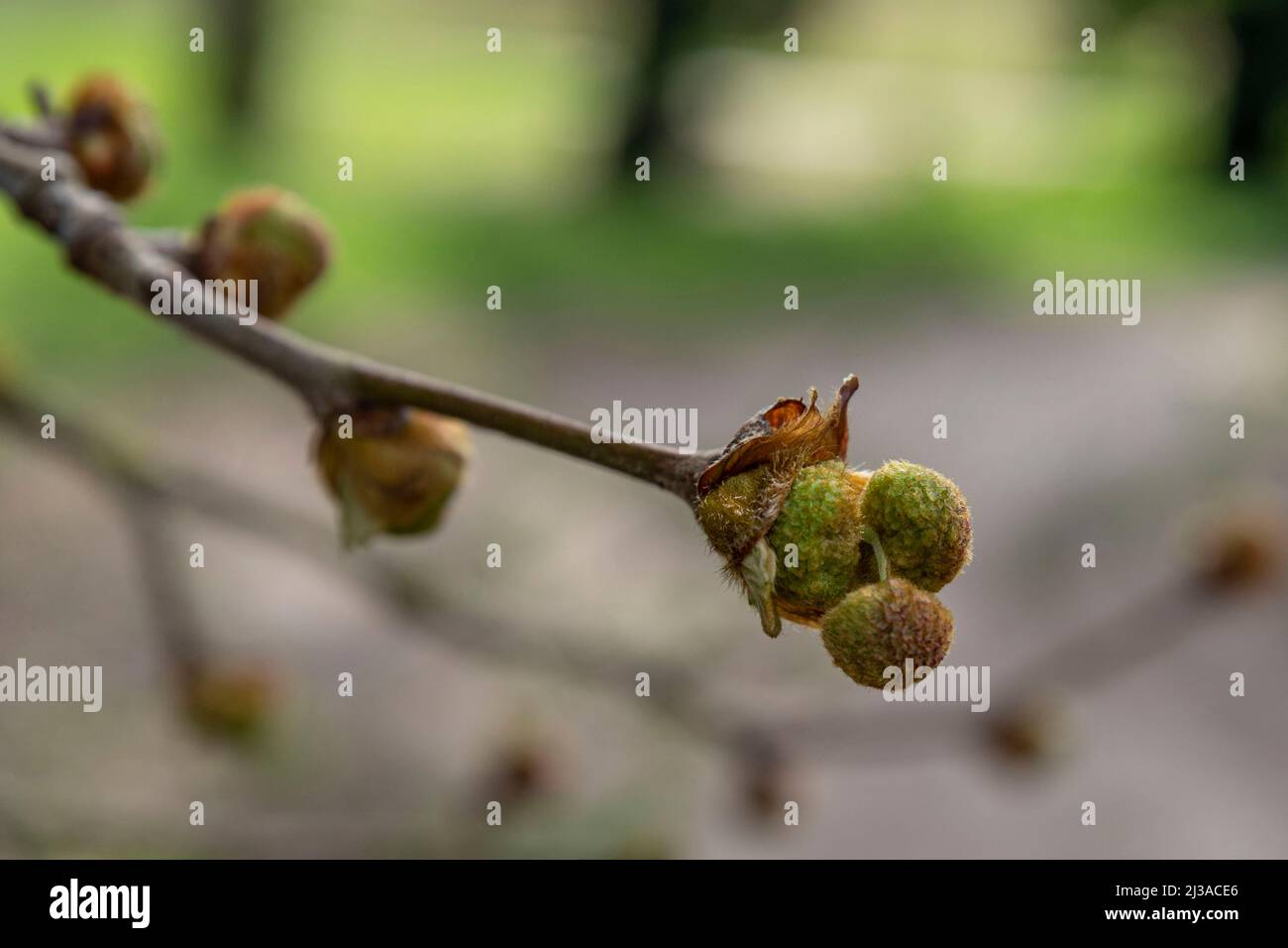 Close up plane tree hi-res stock photography and images - Alamy