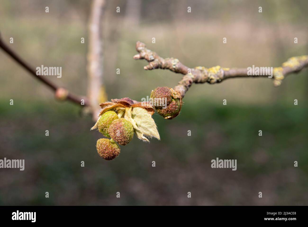 Close up plane tree hi-res stock photography and images - Alamy