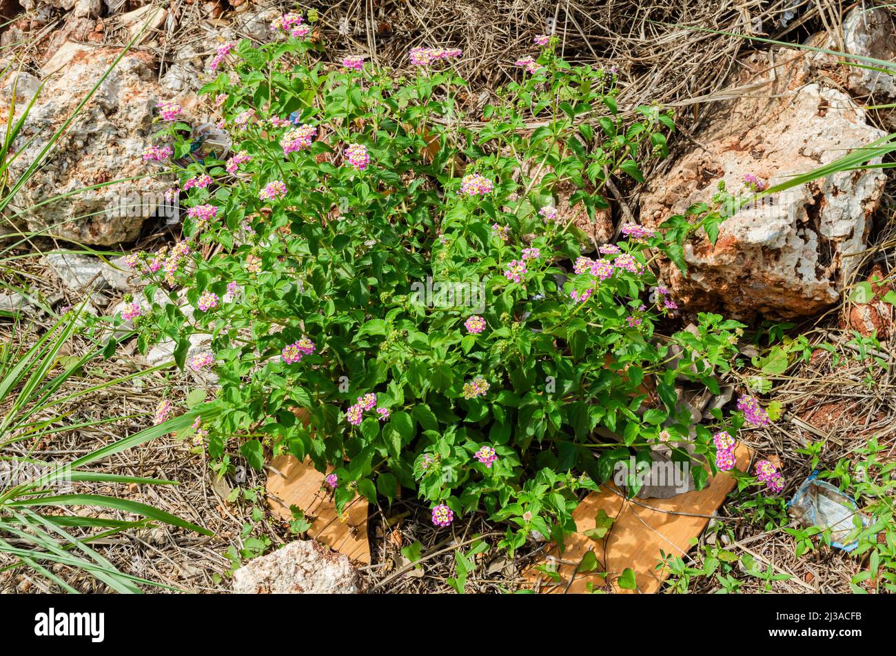 Indian sage hi-res stock photography and images - Alamy