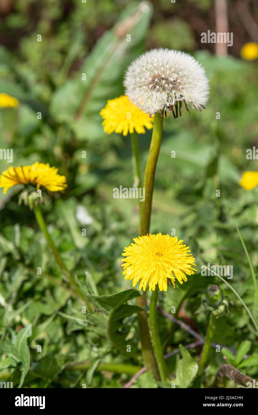 Spring flower seed hi-res stock photography and images - Alamy