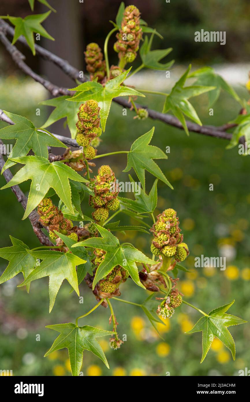Liquidambar spring hi-res stock photography and images - Alamy