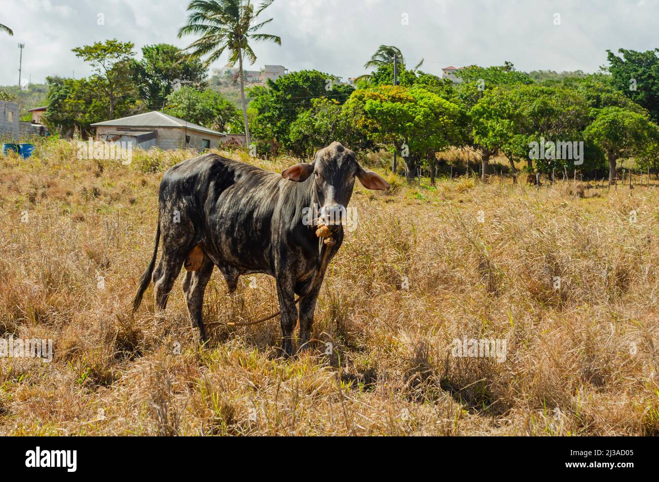 Hybrid cattle hi-res stock photography and images - Alamy