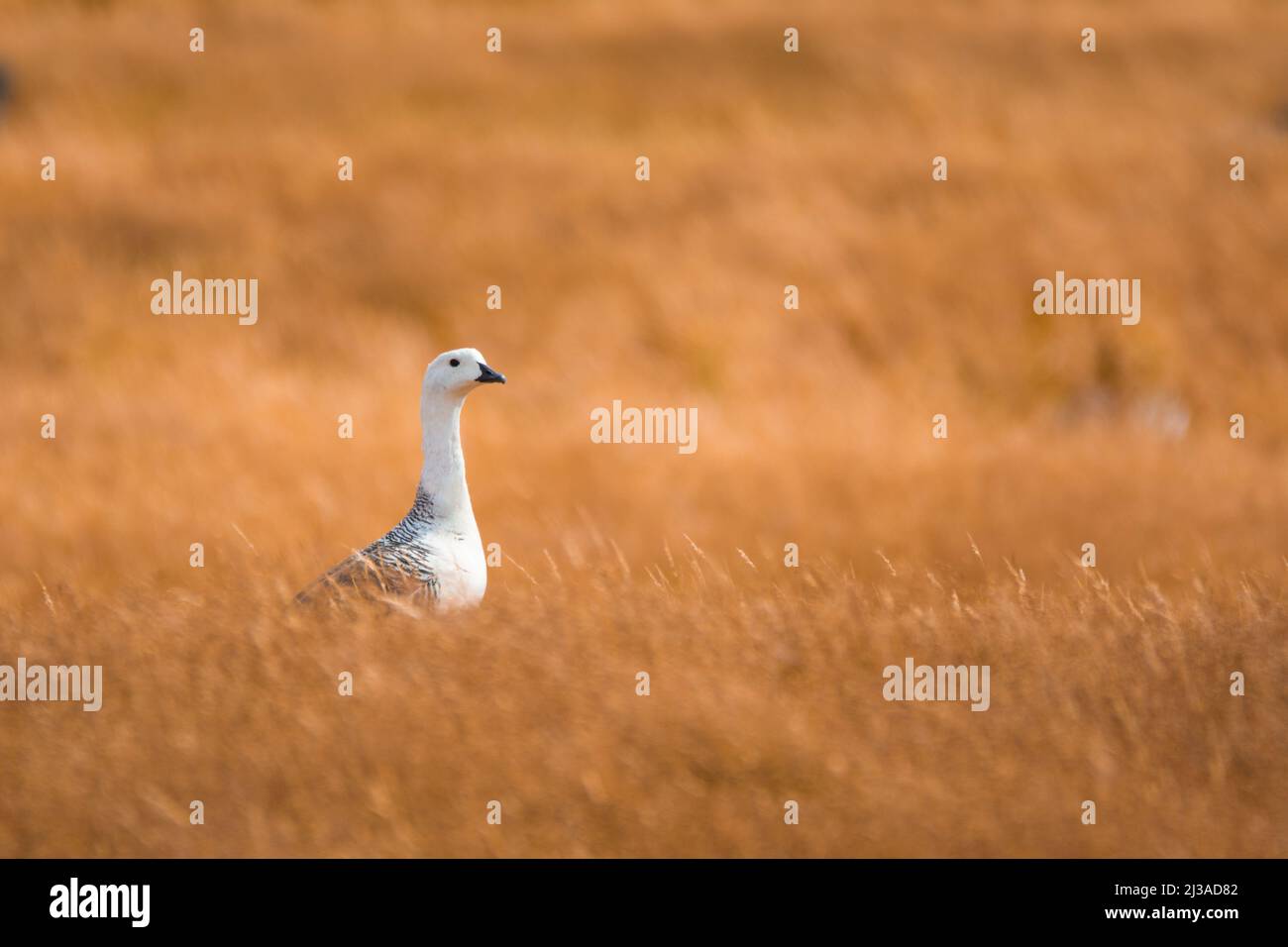 The golden goose bar hi-res stock photography and images - Alamy