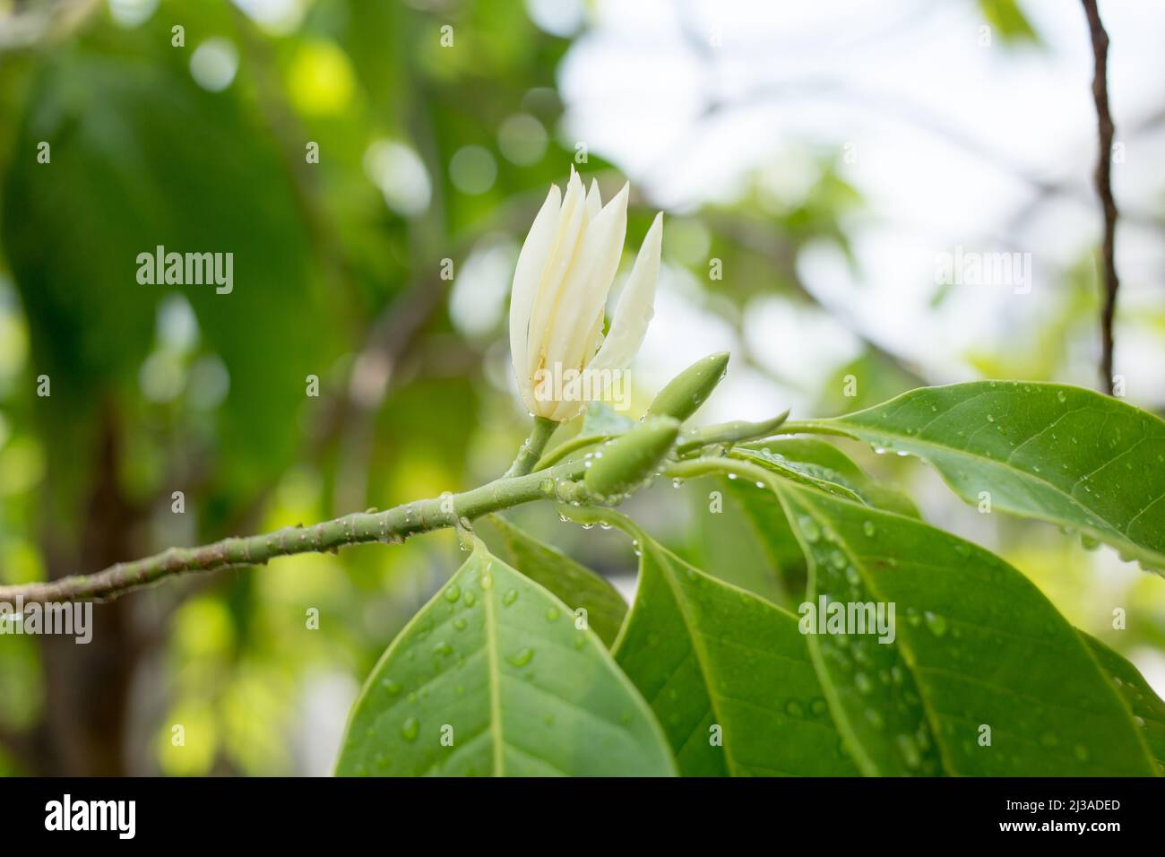 Champaka vector hi-res stock photography and images - Alamy