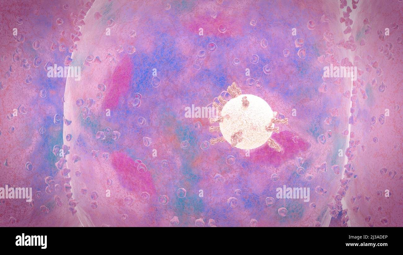 Virus attached to cell receptor and injecting RNA, coronavirus ...