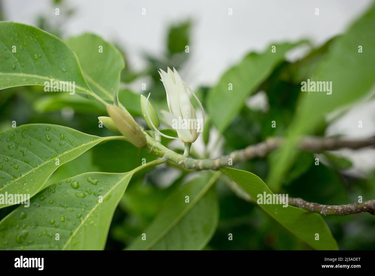 Champaka vector hi-res stock photography and images - Alamy