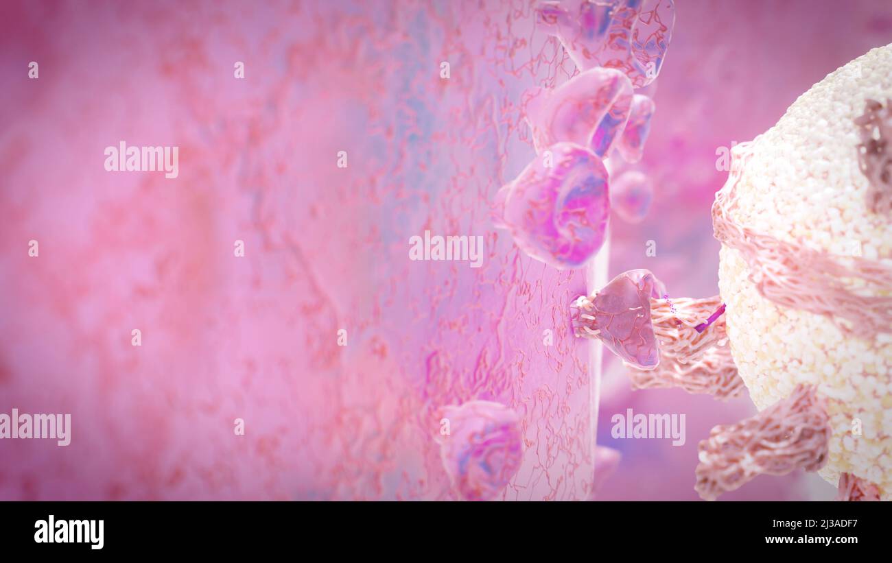 Virus attached to cell receptor and injecting RNA, coronavirus ...