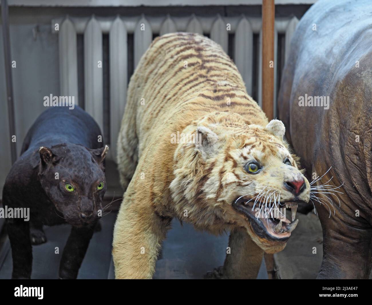 Jaguar Vs Tiger The Black Jaguar White Tiger Foundation Tigers,