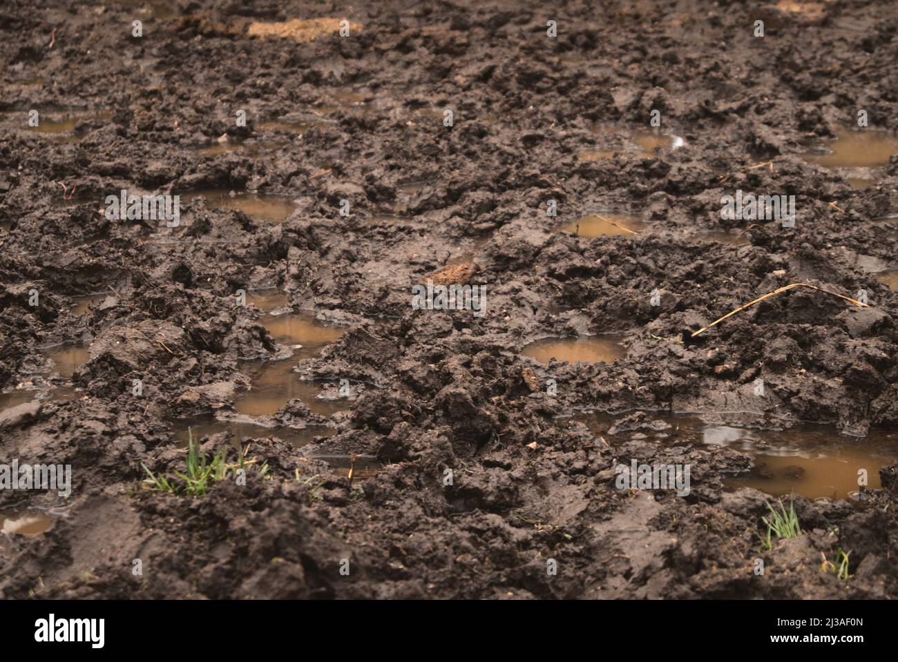 A view of land on a rainy weather became a mud Stock Photo - Alamy