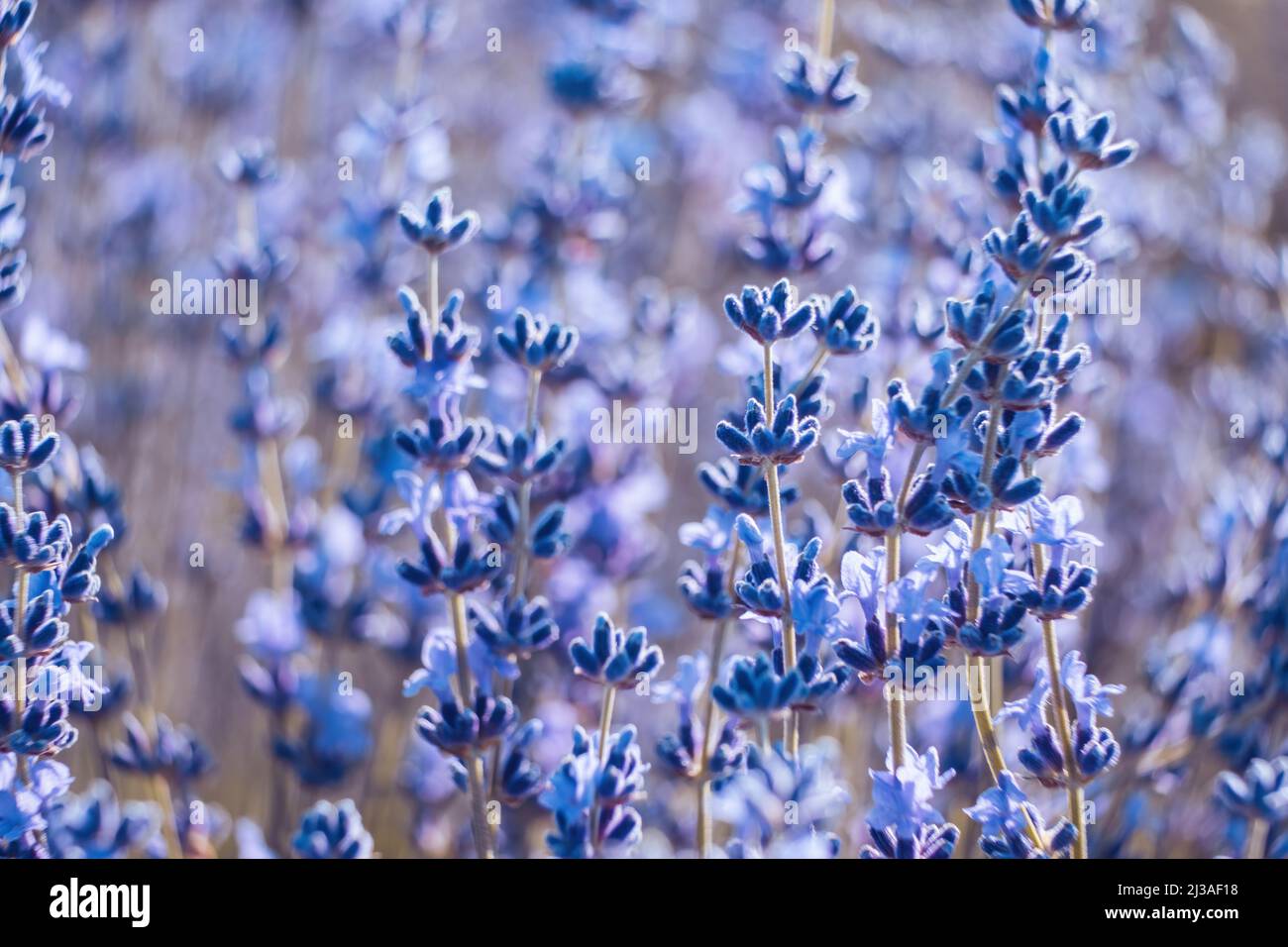 Lavender flower background with beautiful purple colors and bokeh ...