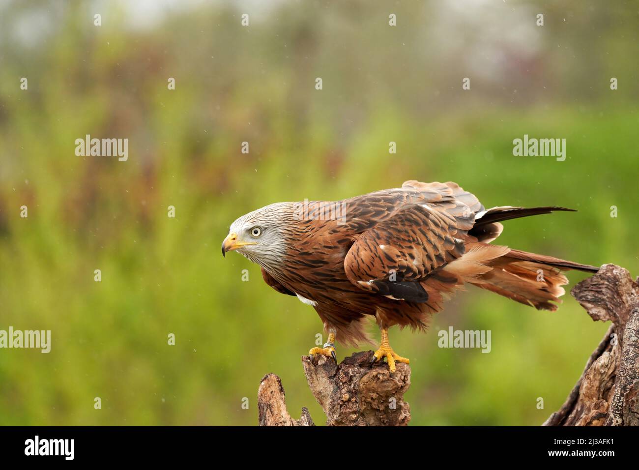 A detailed portrait of Red kite, bird of prey. Land with outspread ...