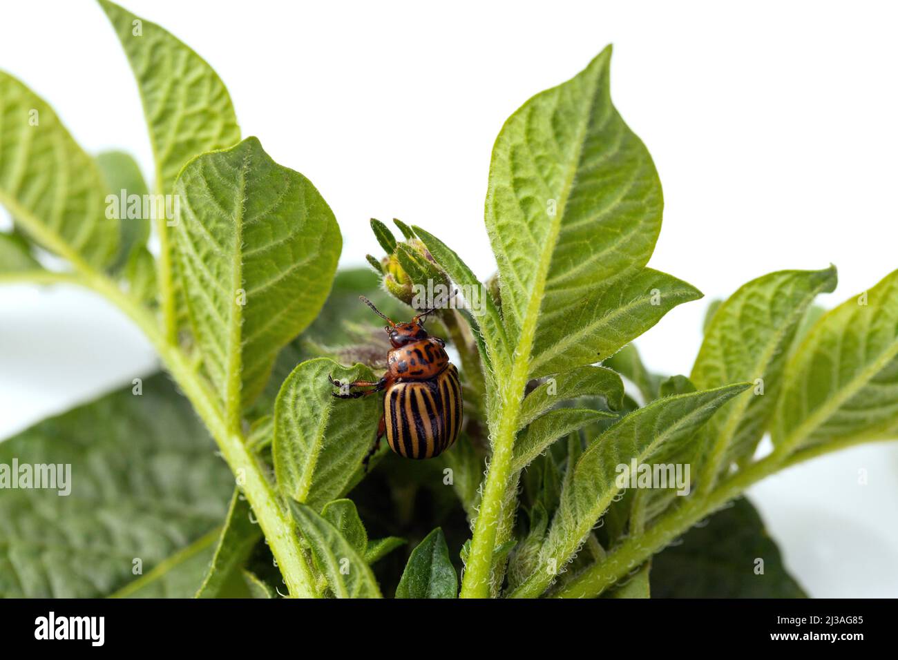 Colorado beetle pests destroy potatoes crop in farm field Stock Photo ...