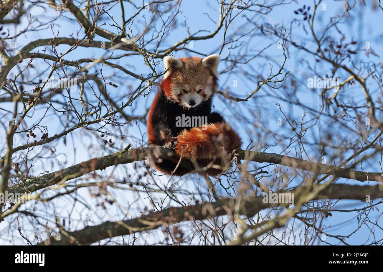Red panda sitting high up in a tree, safe from everything Stock Photo ...