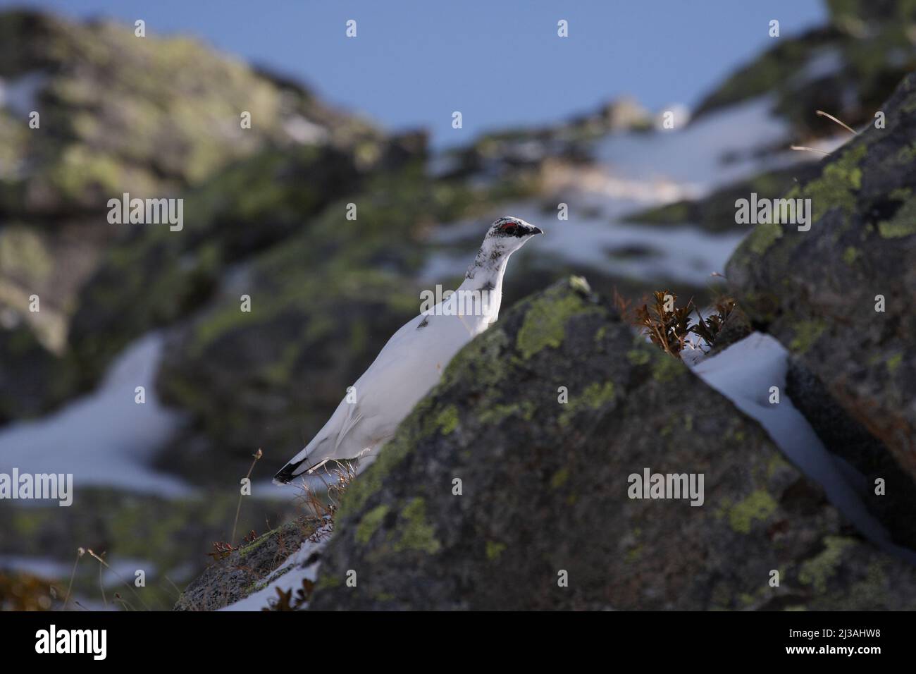snow grouse hiding behinde a rock in the alps Stock Photo - Alamy