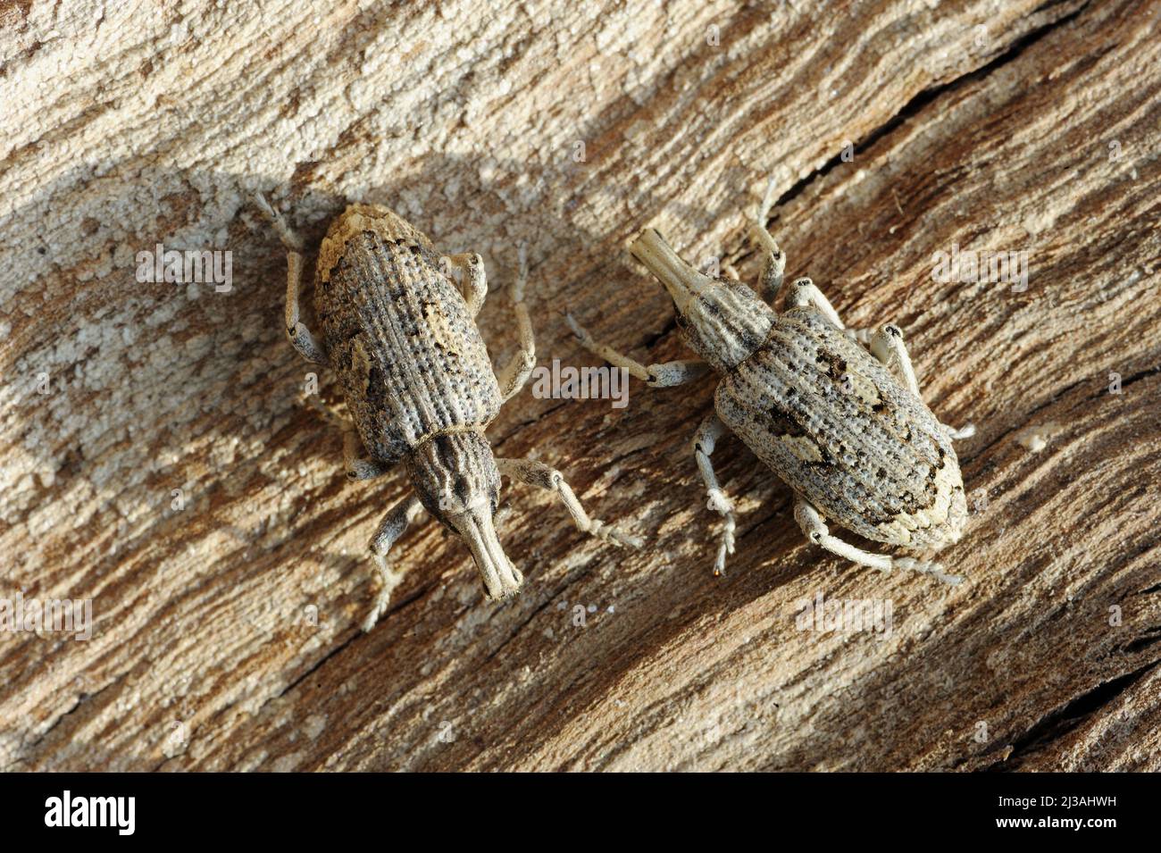 Closeup of the nature of Israel - two weevils Stock Photo - Alamy
