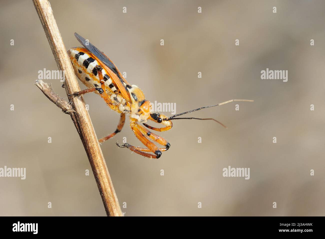 Bug on a branch hi-res stock photography and images - Alamy