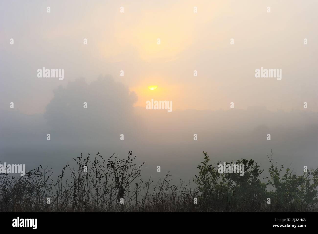 Trees, bushes, grass and cacti on waste ground near the town in Israel ...