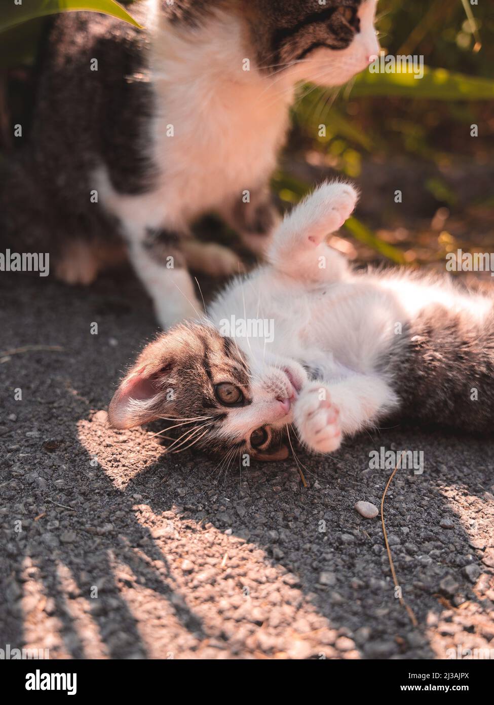 Two cute kittens in the sun outdoors Stock Photo - Alamy