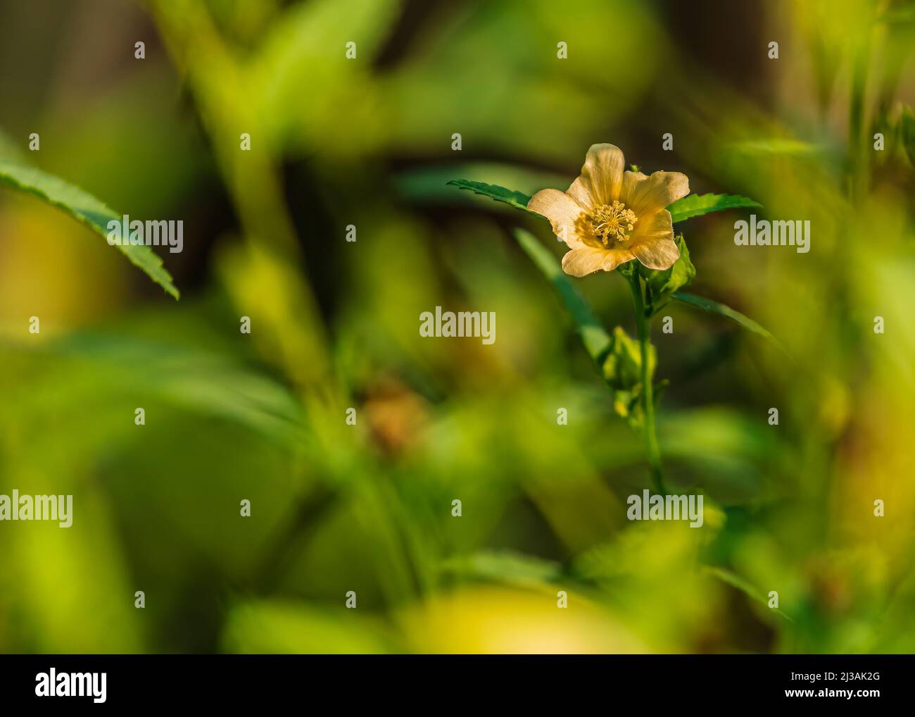 Sida plant hi-res stock photography and images - Alamy