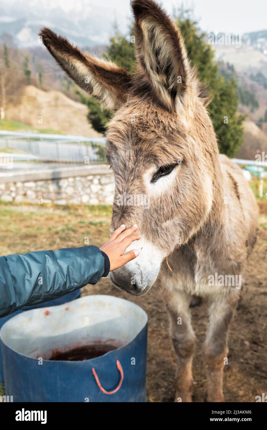 A donkey with a child's hand on its muzzle Stock Photo - Alamy